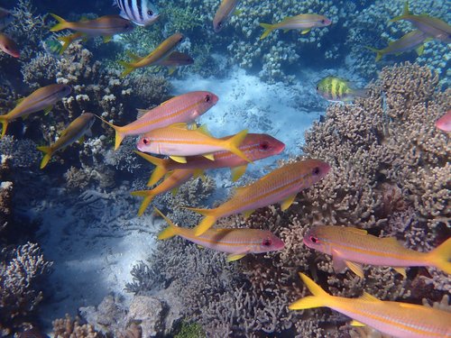 Guam's Coral Reefs — Guam Coral Reef Initiative