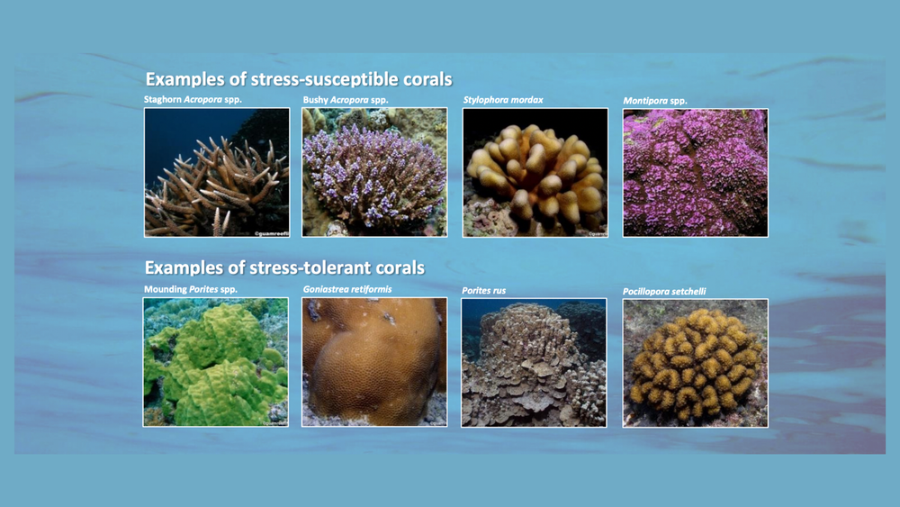Guam's Coral Reefs — Guam Coral Reef Initiative