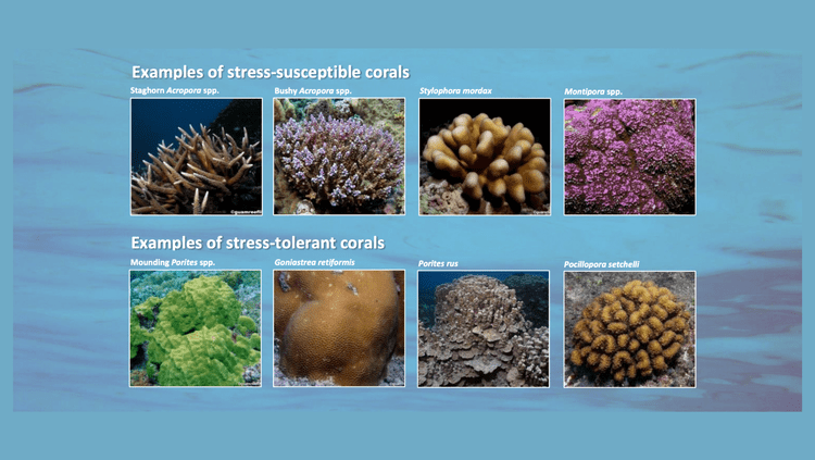 Guam's Coral Reefs — Guam Coral Reef Initiative