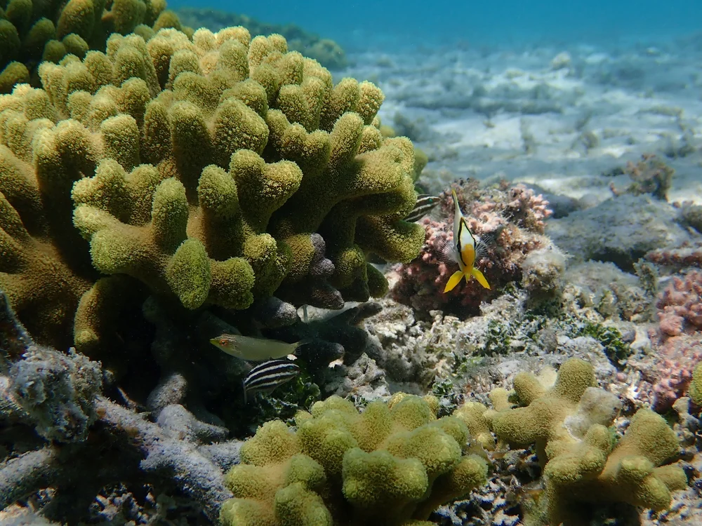 Resources — Guam Coral Reef Initiative