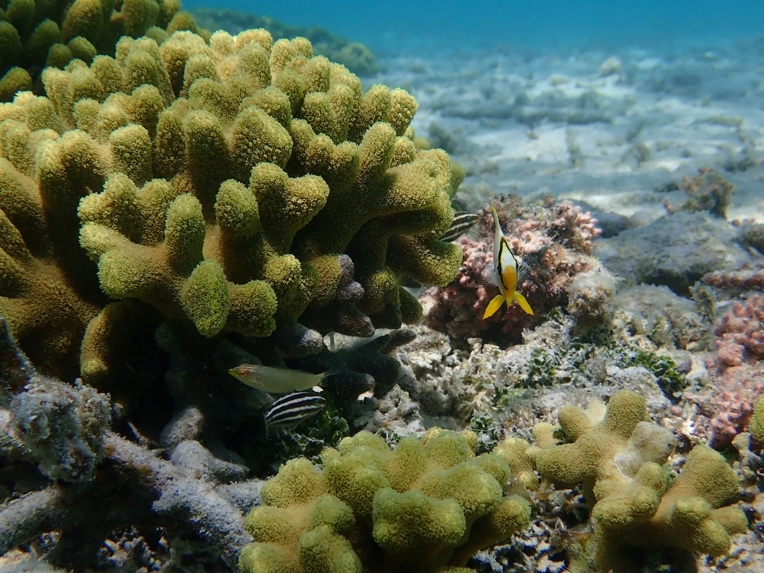 Resources — Guam Coral Reef Initiative