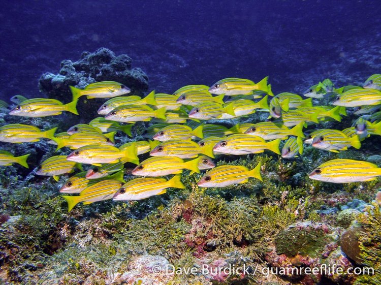 Guam's Marine Preserves — Guam Coral Reef Initiative