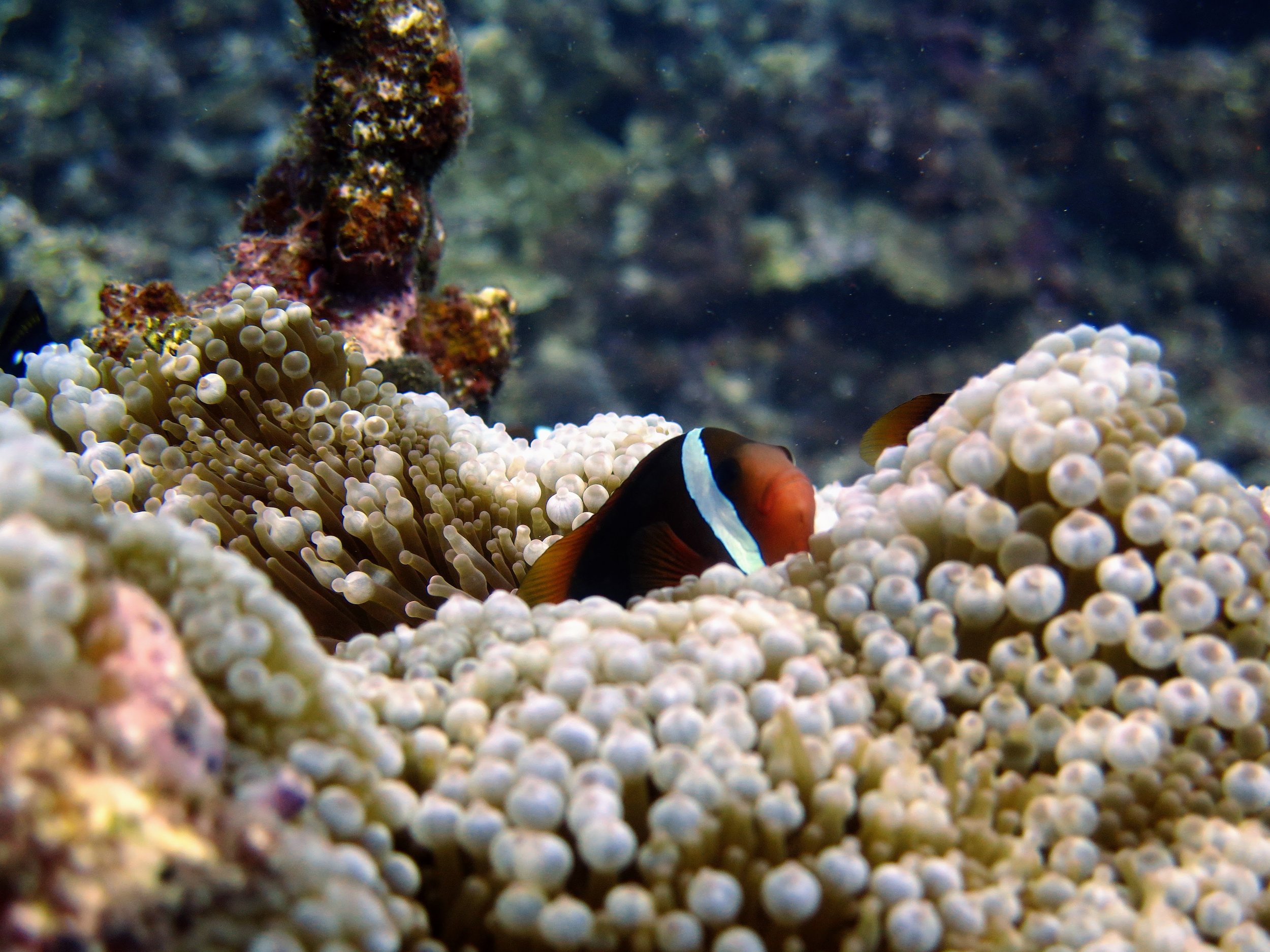 Marianas Reefs — Guam Coral Reef Initiative