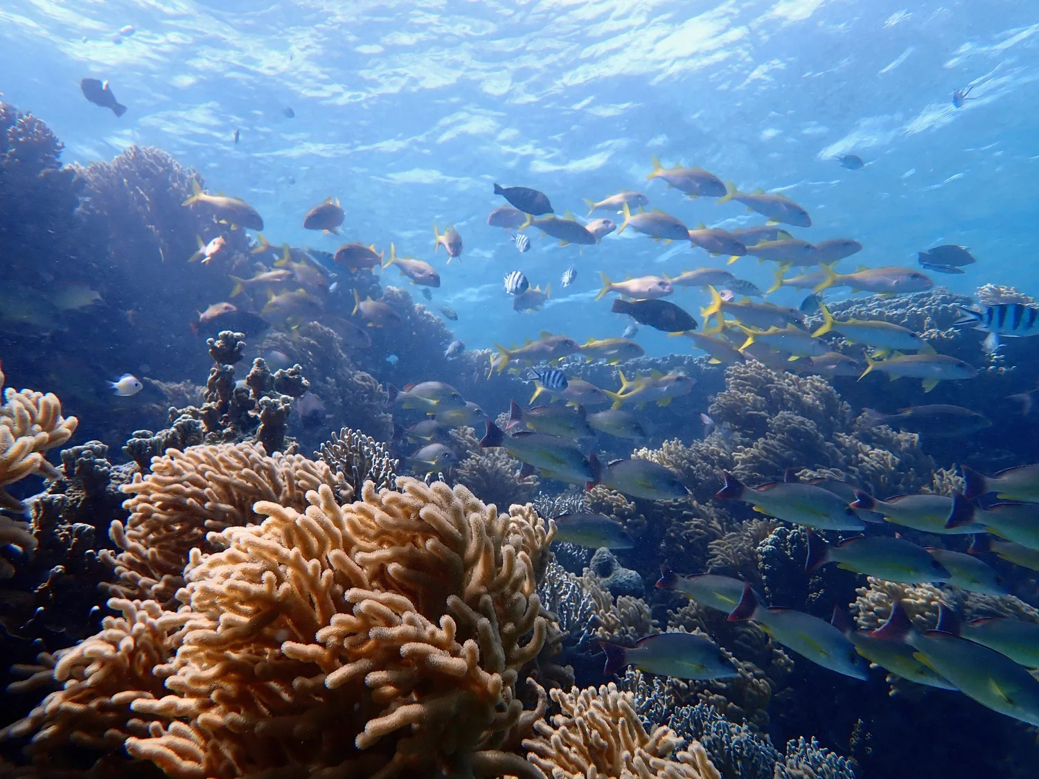 Guam Coral Reef Initiative
