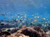 Guam Coral Reef Initiative