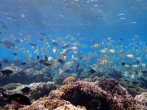 Guam Coral Reef Initiative