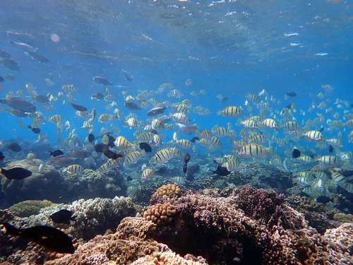 Guam Coral Reef Initiative