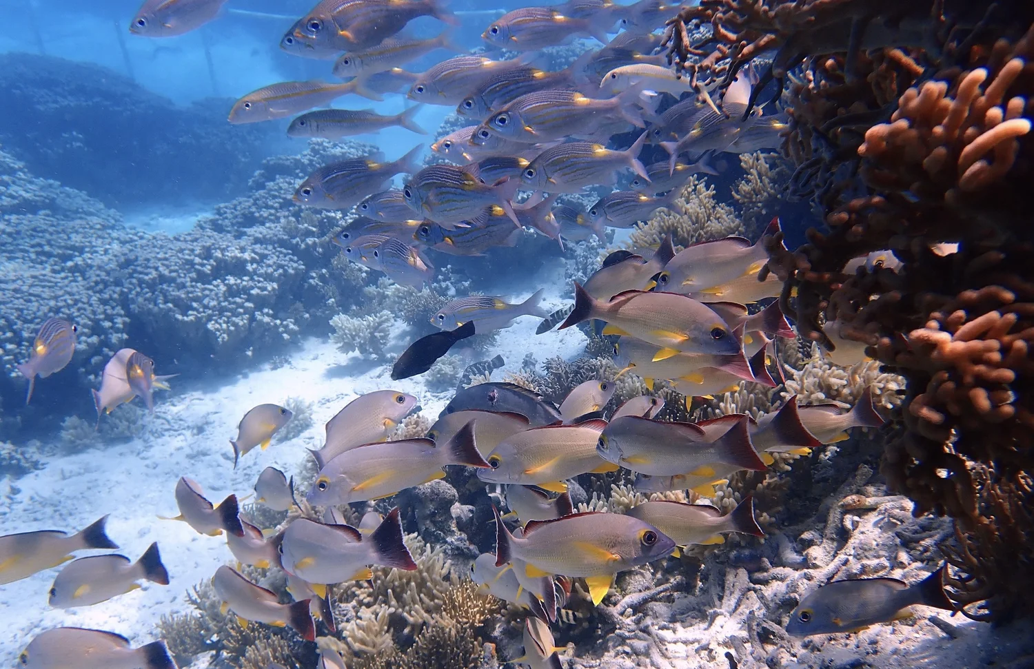 Guam's Marine Preserves — Guam Coral Reef Initiative