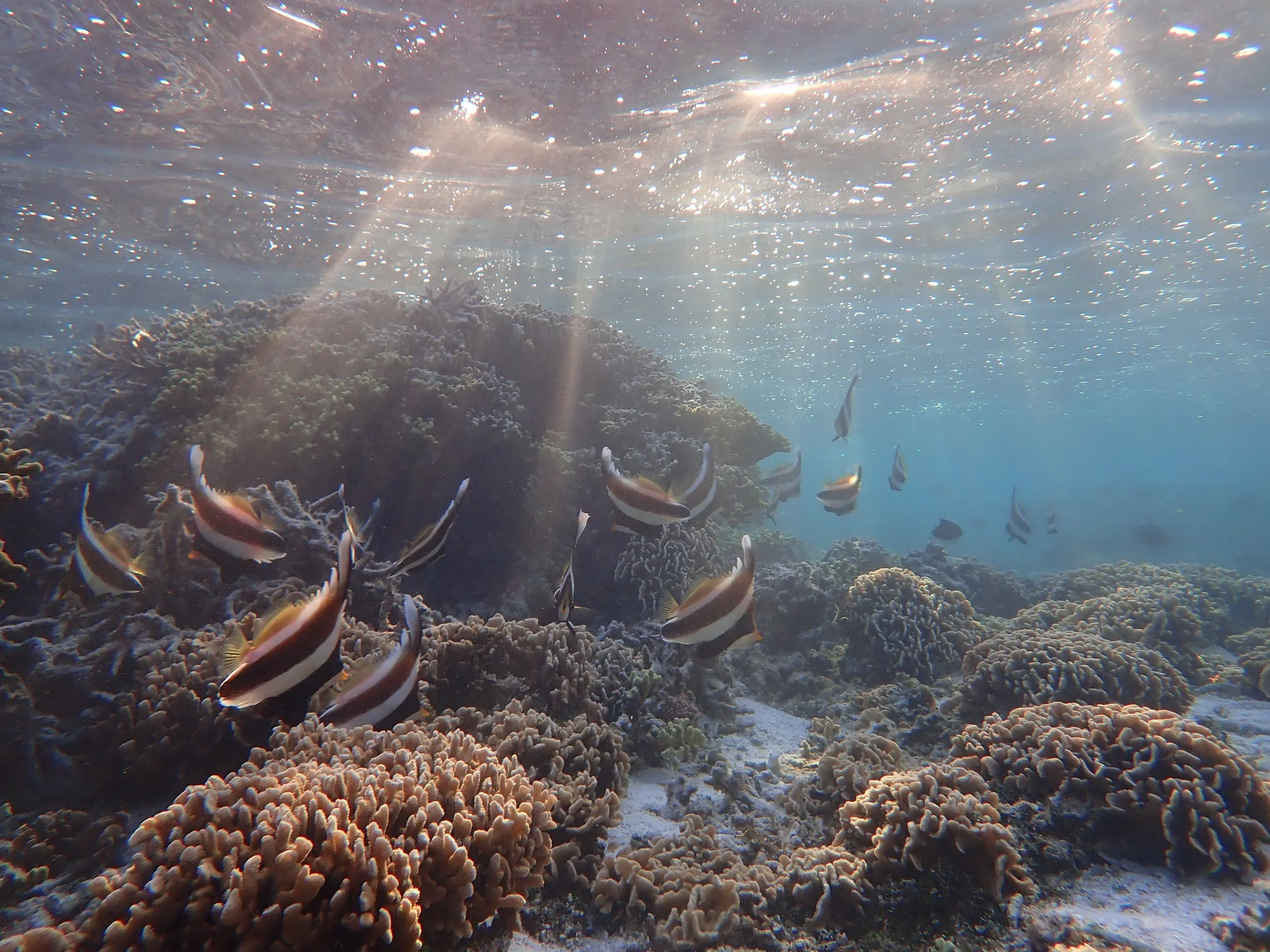 Guam's Coral Reefs — Guam Coral Reef Initiative
