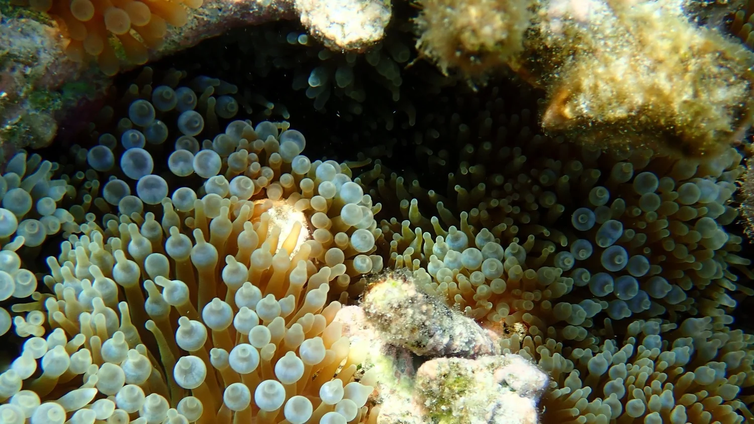 Guam Coral Reef Initiative