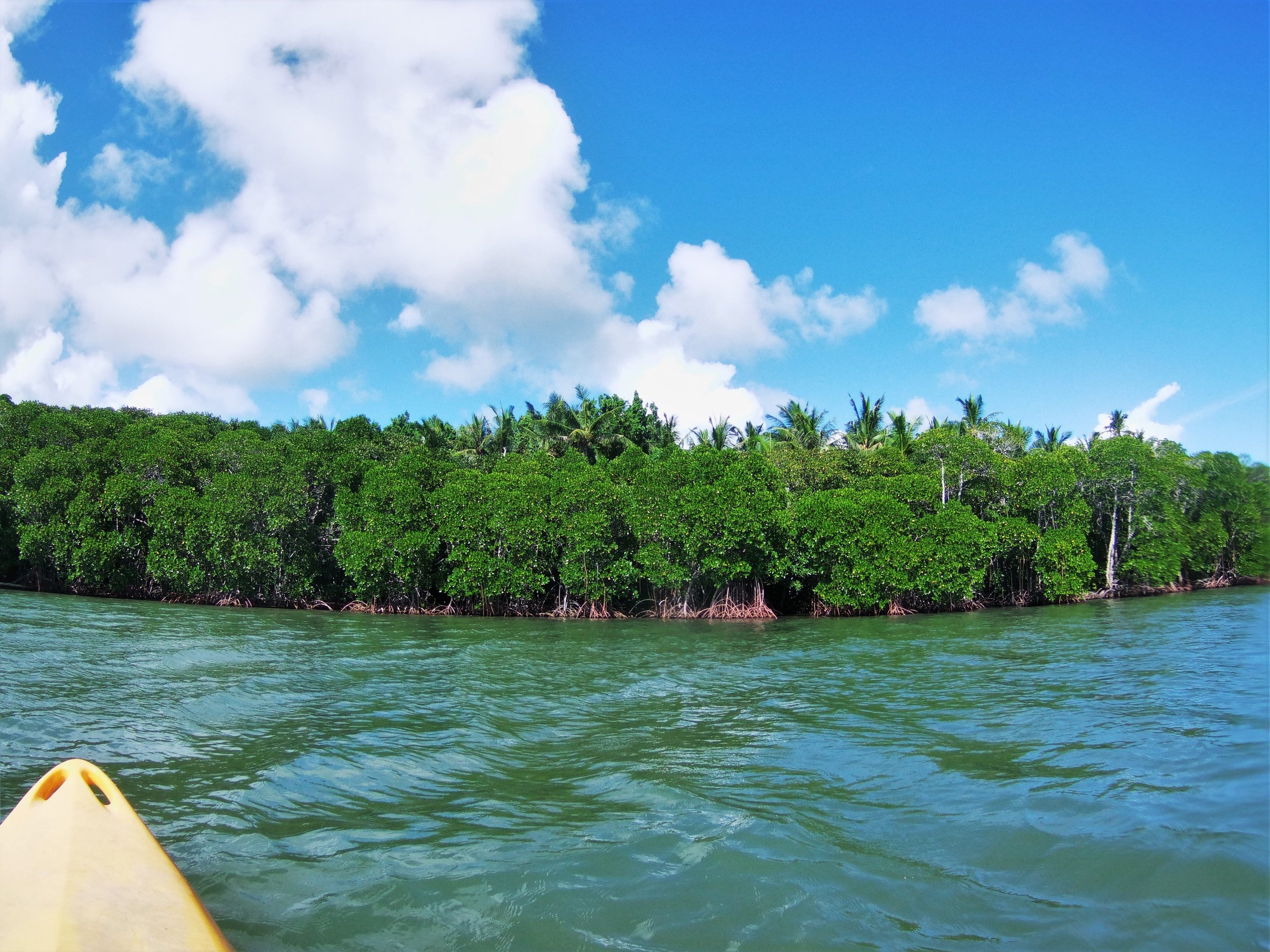 Guam's Mangroves — Guam Coral Reef Initiative