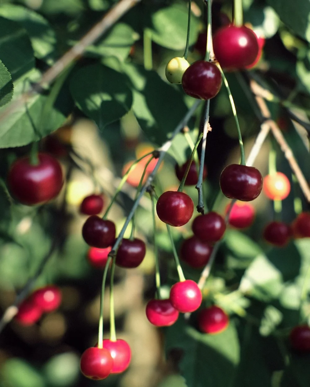 Sweet cherries for sweet days — TOMATO MOUNTAIN FARM