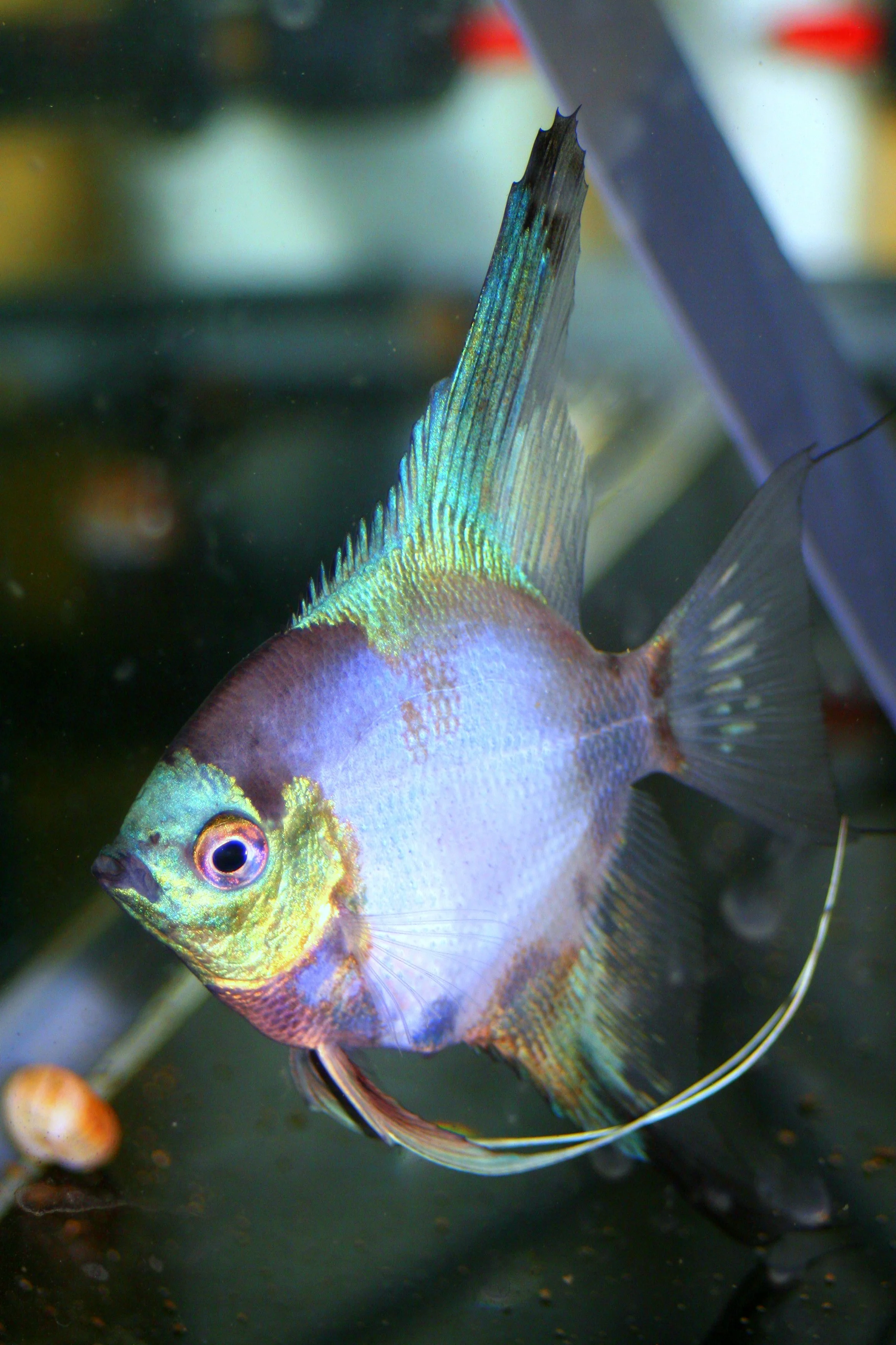 Freshwater Angelfish