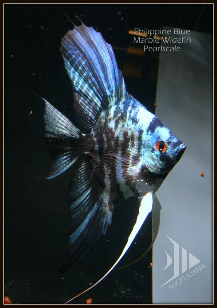 Shop | Live Rare Angelfish For Sale - Angelmania