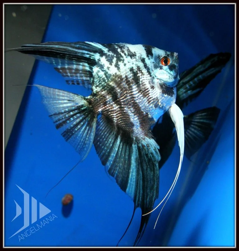 Shop | Live Rare Angelfish For Sale - Angelmania