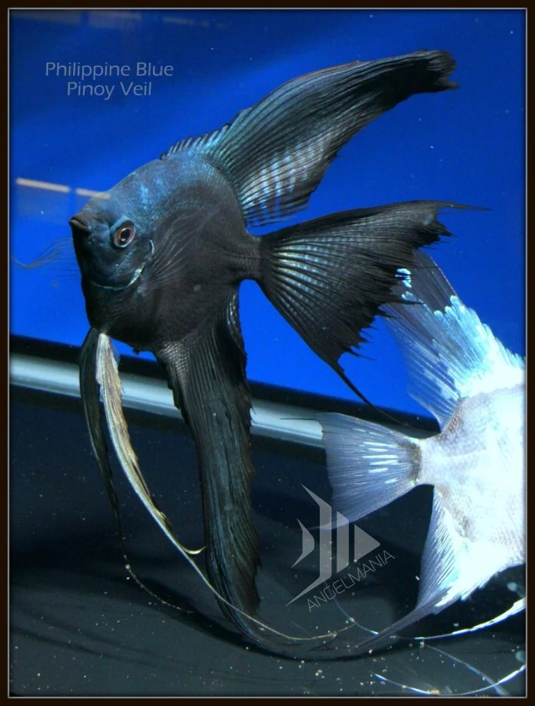 Philippine Blue Angelfish