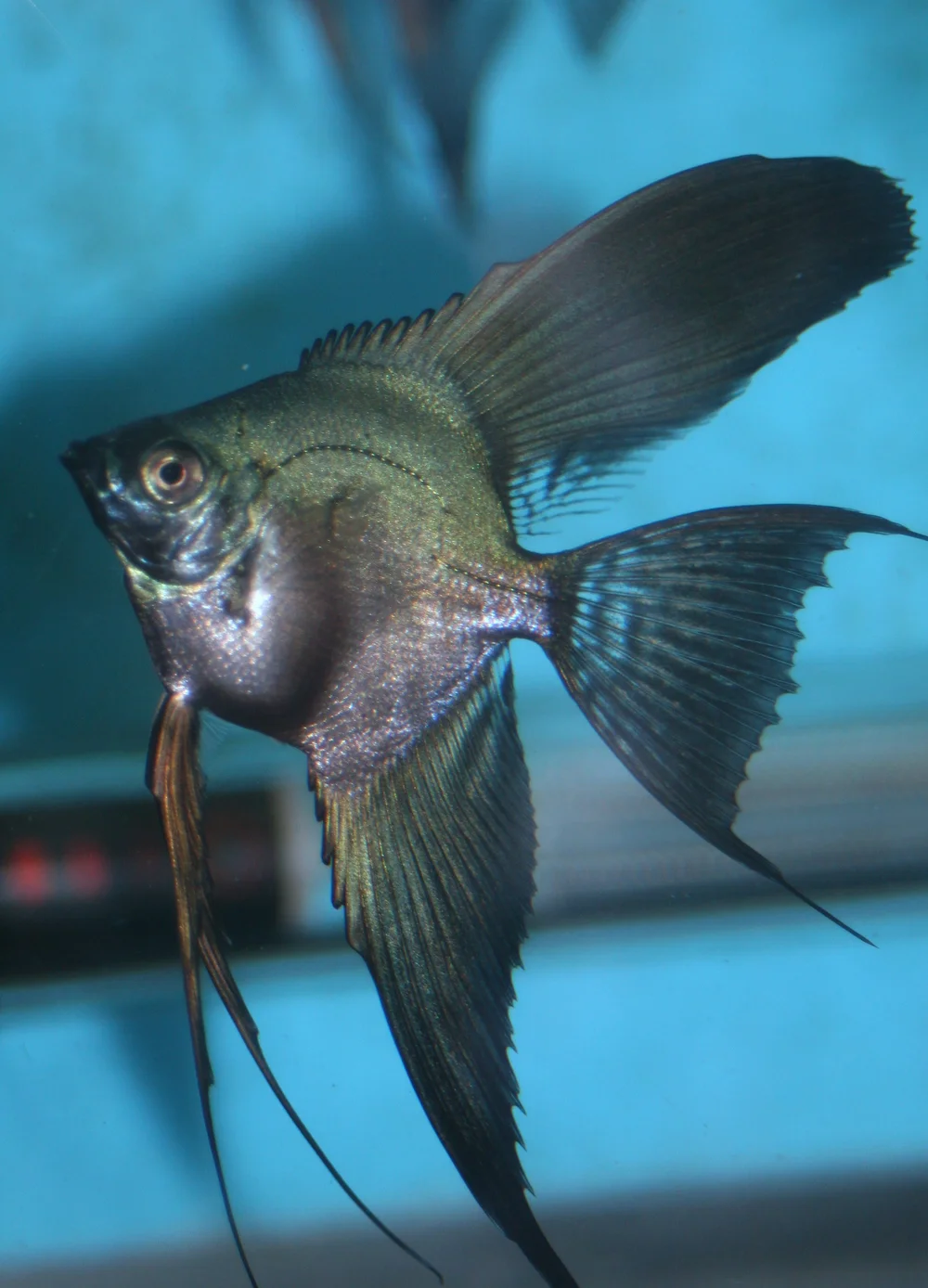 Black Lace Veil Angelfish