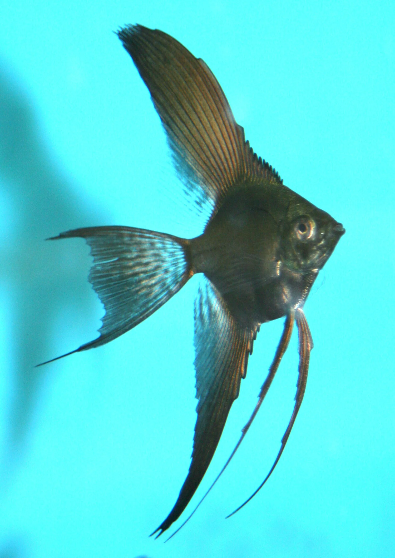 Shop | Live Rare Angelfish For Sale - Angelmania