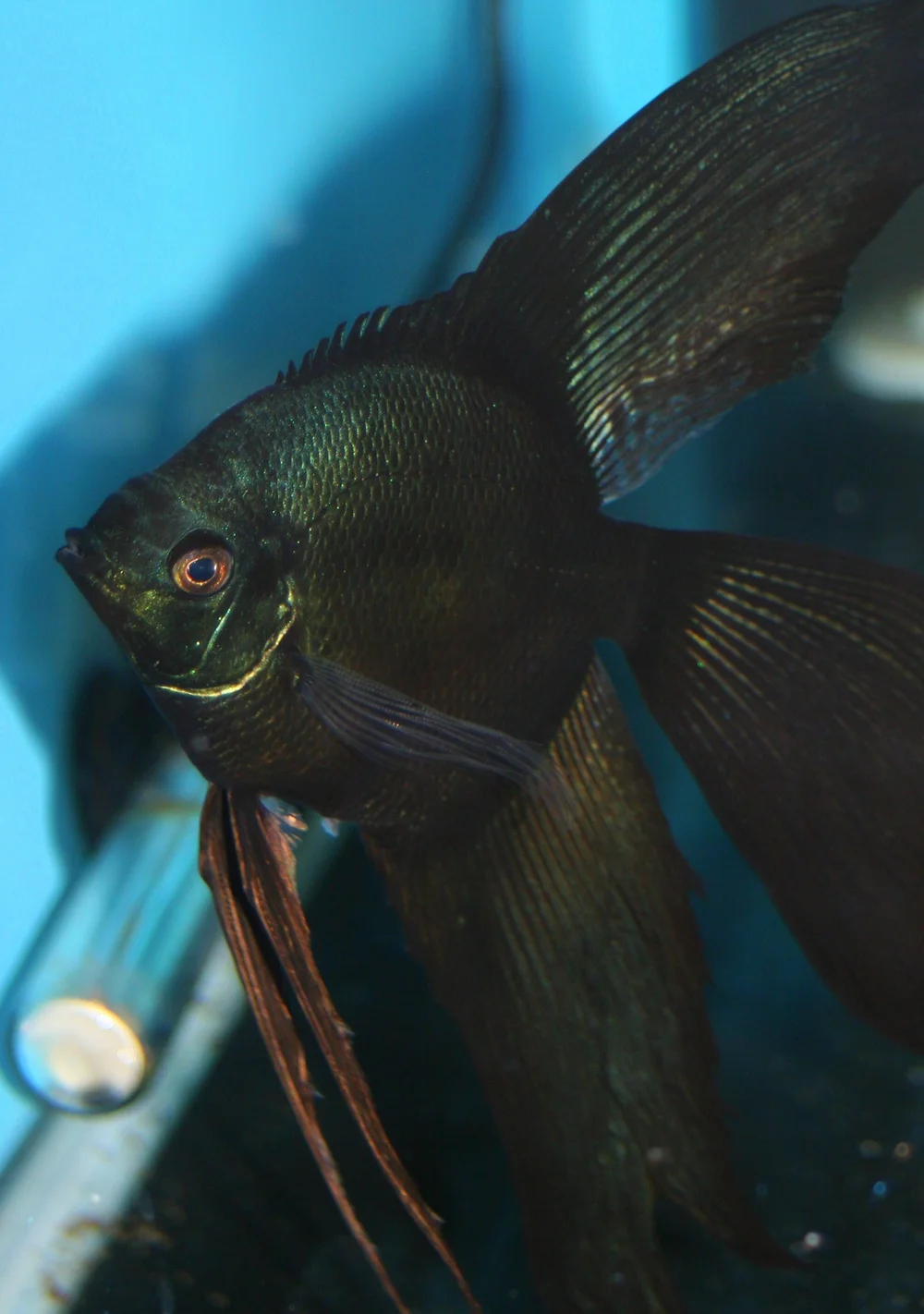 Black Lace Veil Angelfish