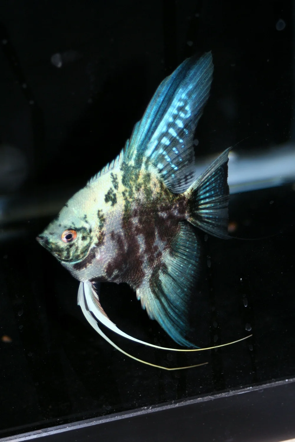 Freshwater Marble Angelfish