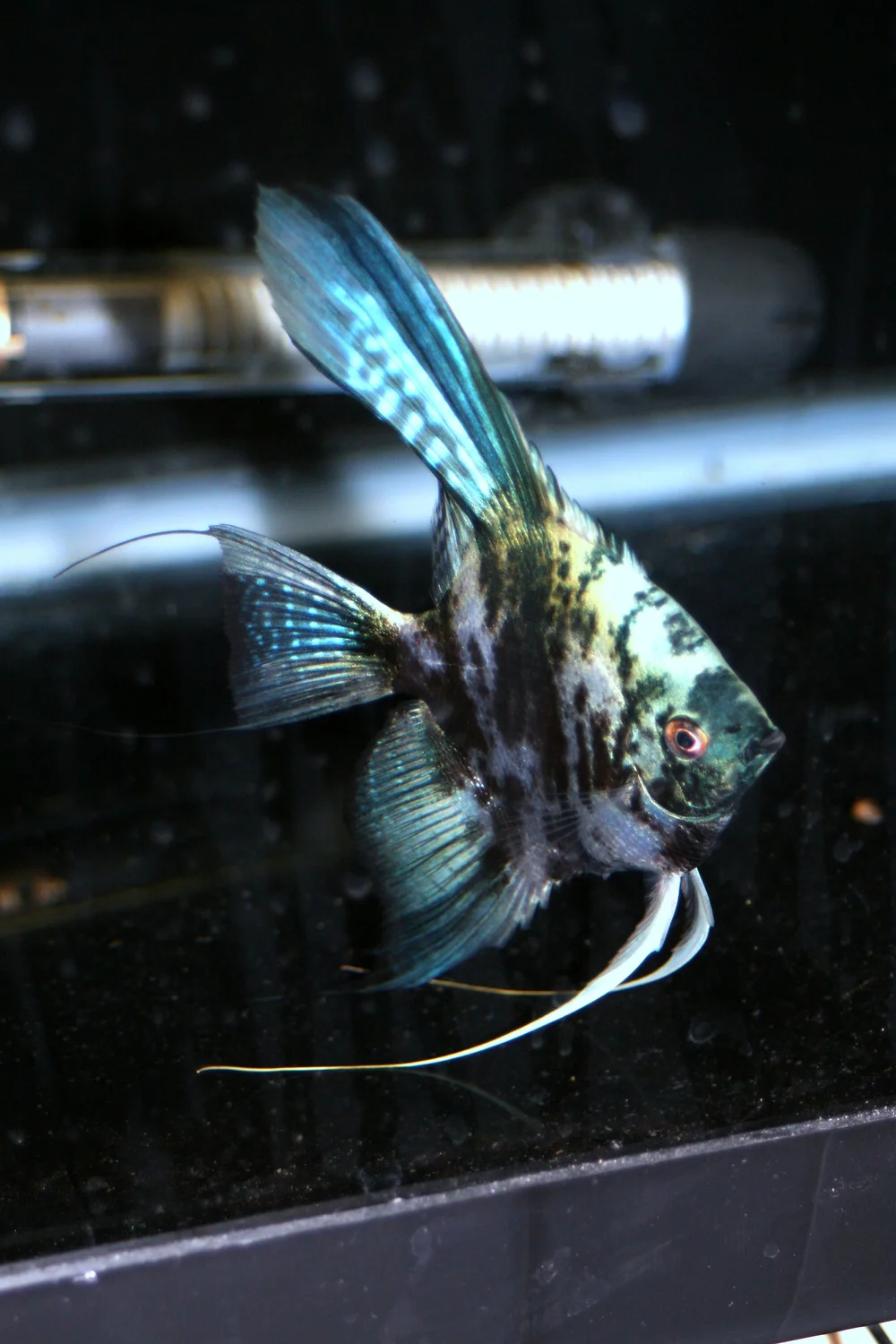 Silver Veil Angelfish