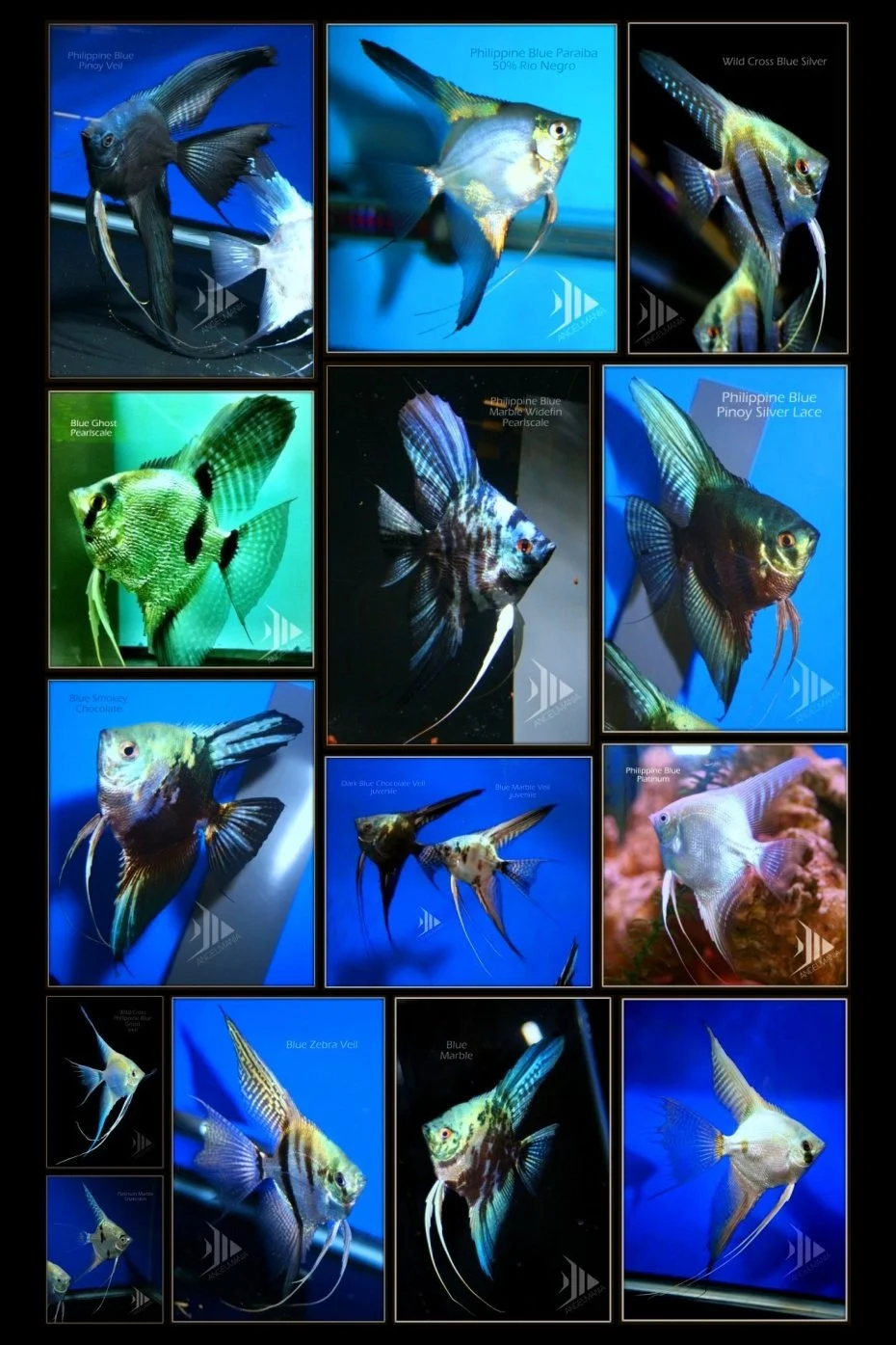Philippine Blue Angelfish