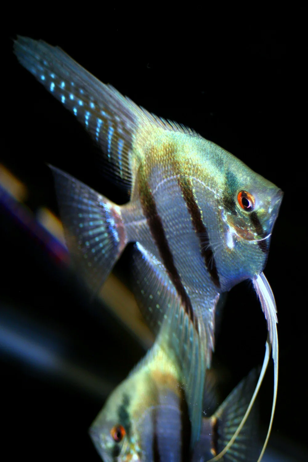 Blue Silver Angelfish