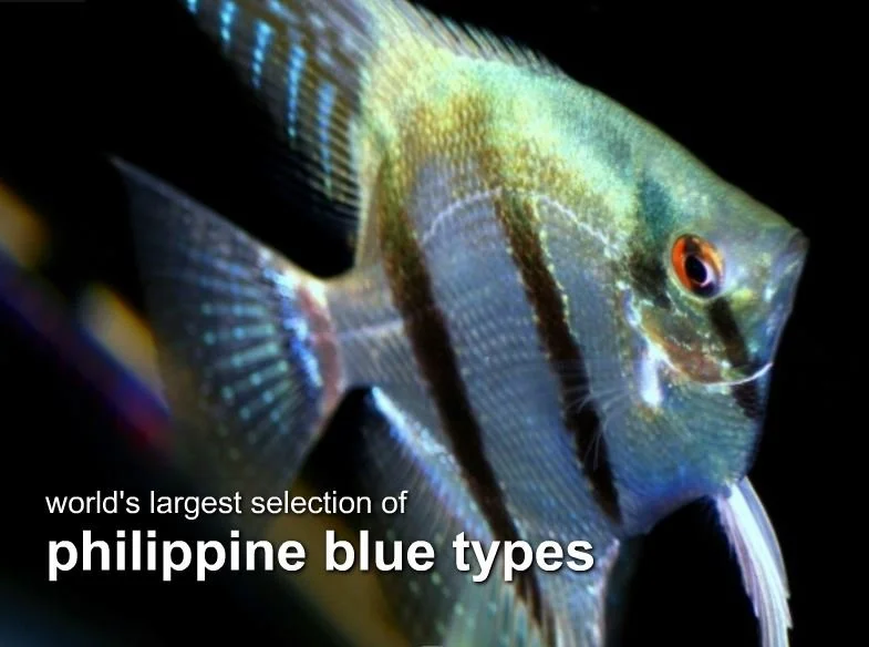 Angelmania | Freshwater Tropical Aquarium Angelfish For Sale