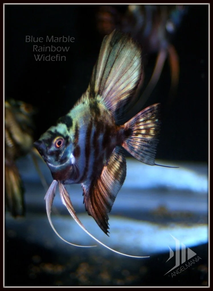 Angelmania | Freshwater Tropical Aquarium Angelfish For Sale