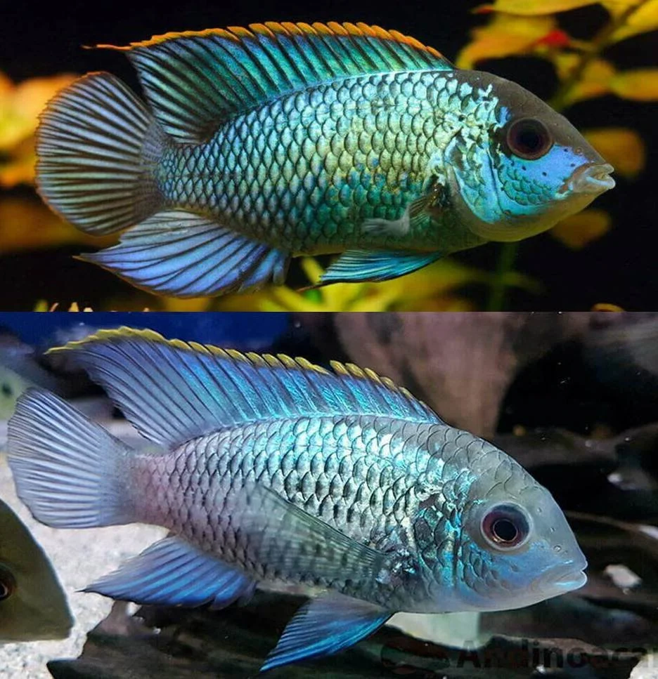 Shop | Live Rare Angelfish For Sale - Angelmania