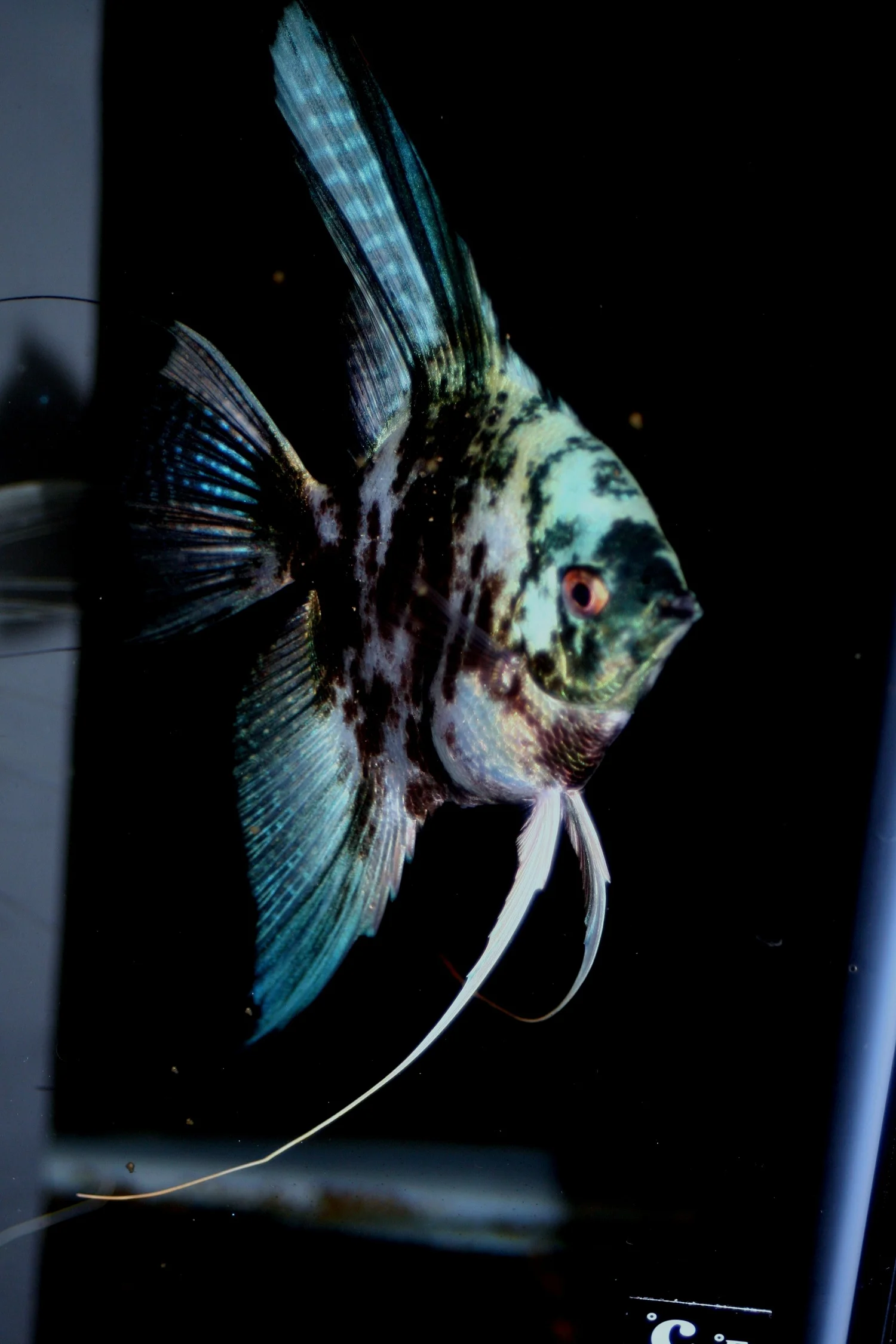 Live Guarantee | Tropical Angelfish Breeder In Buffalo NY - Angelmania