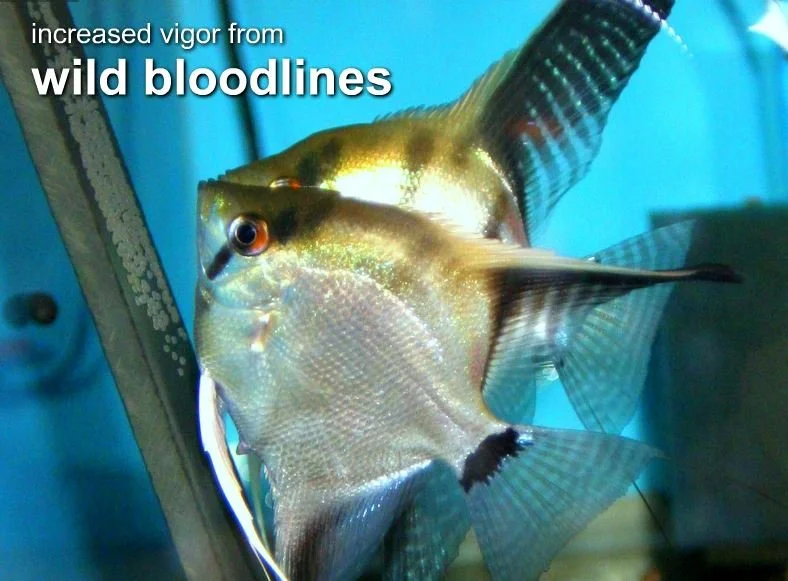 Angelmania | Freshwater Tropical Aquarium Angelfish For Sale