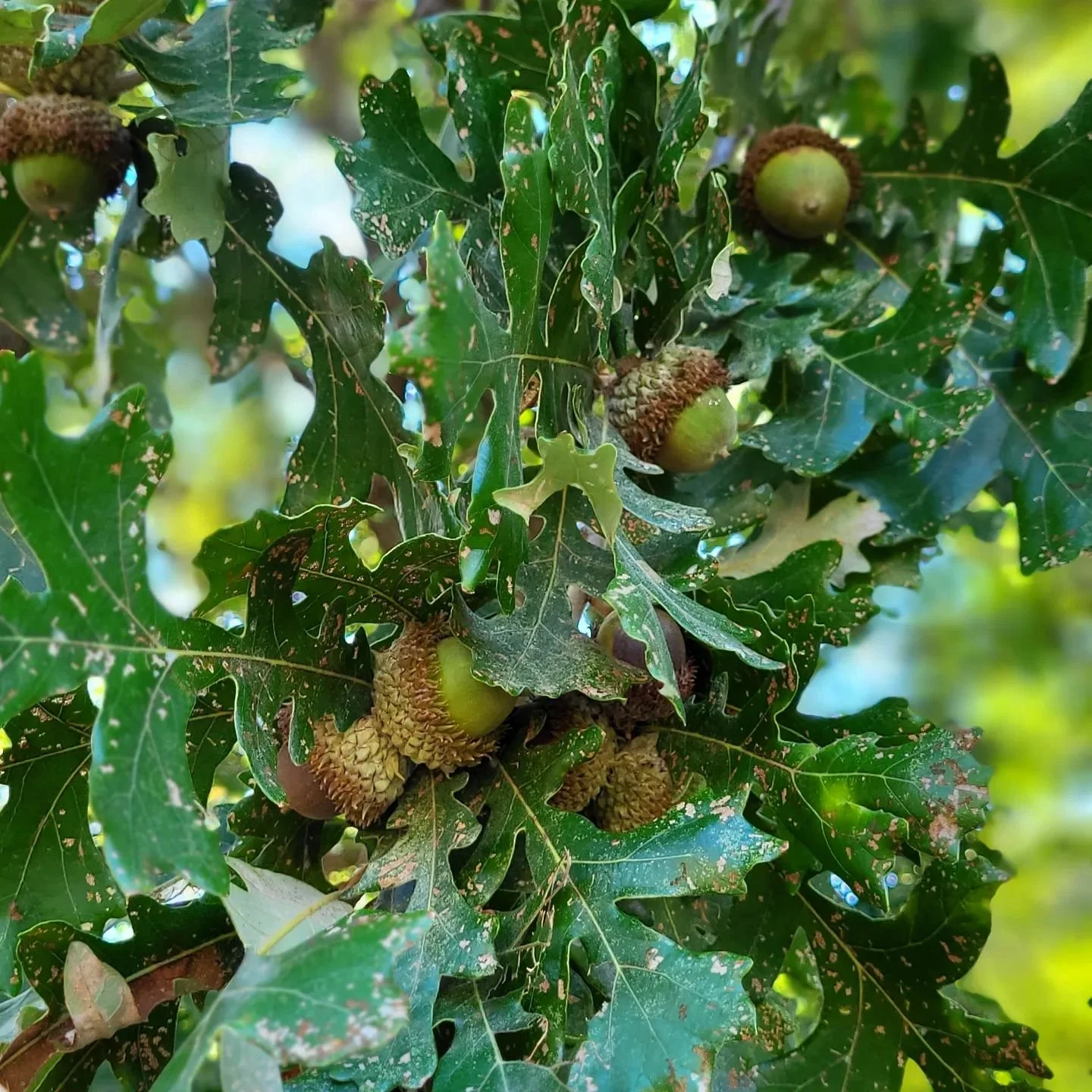 Quercus Macrocarpa Acorn