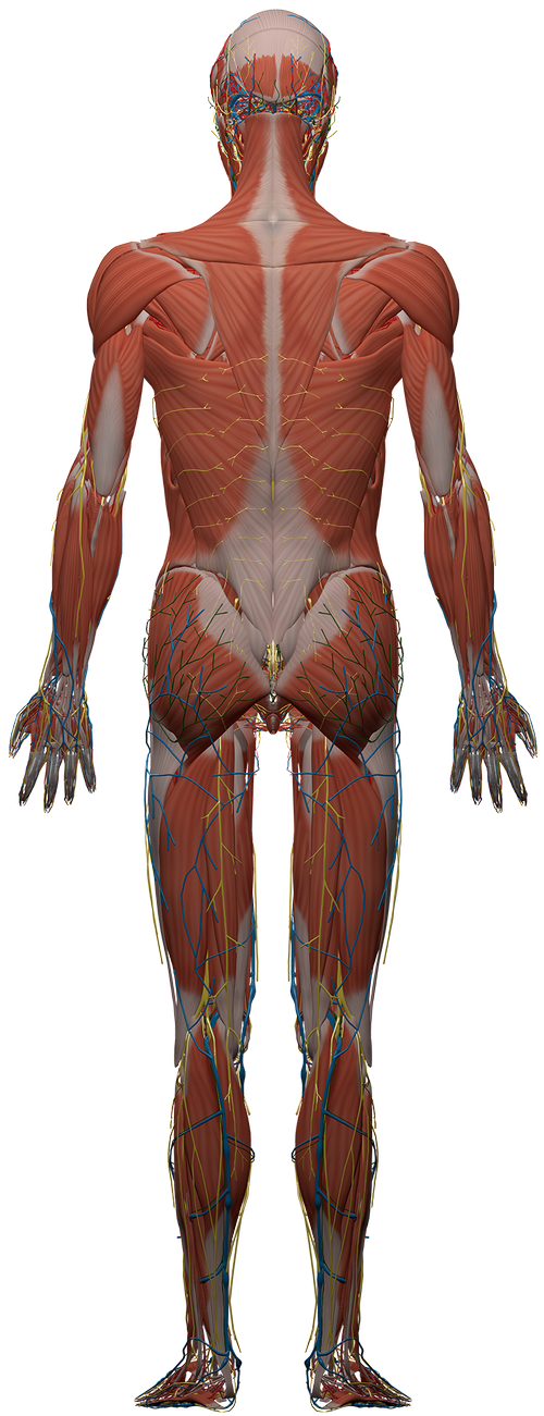 HoloAnatomy .NEXT | Immersive 3D Anatomy Software | AlensiaXR