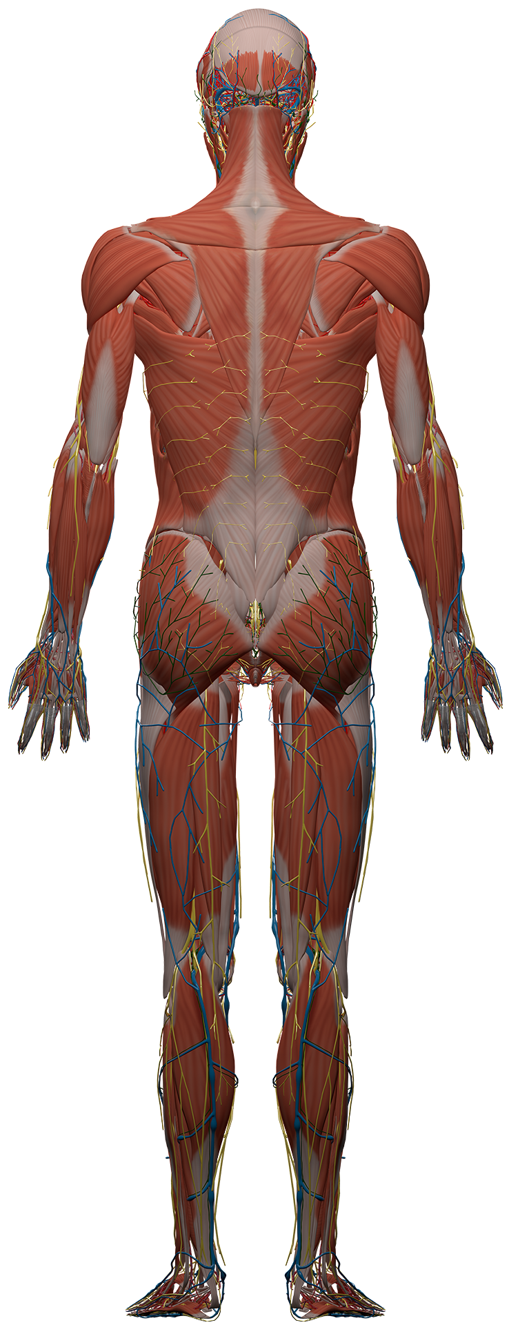 HoloAnatomy®: 3D Anatomy Software & Virtual Anatomy Lab | AlensiaXR