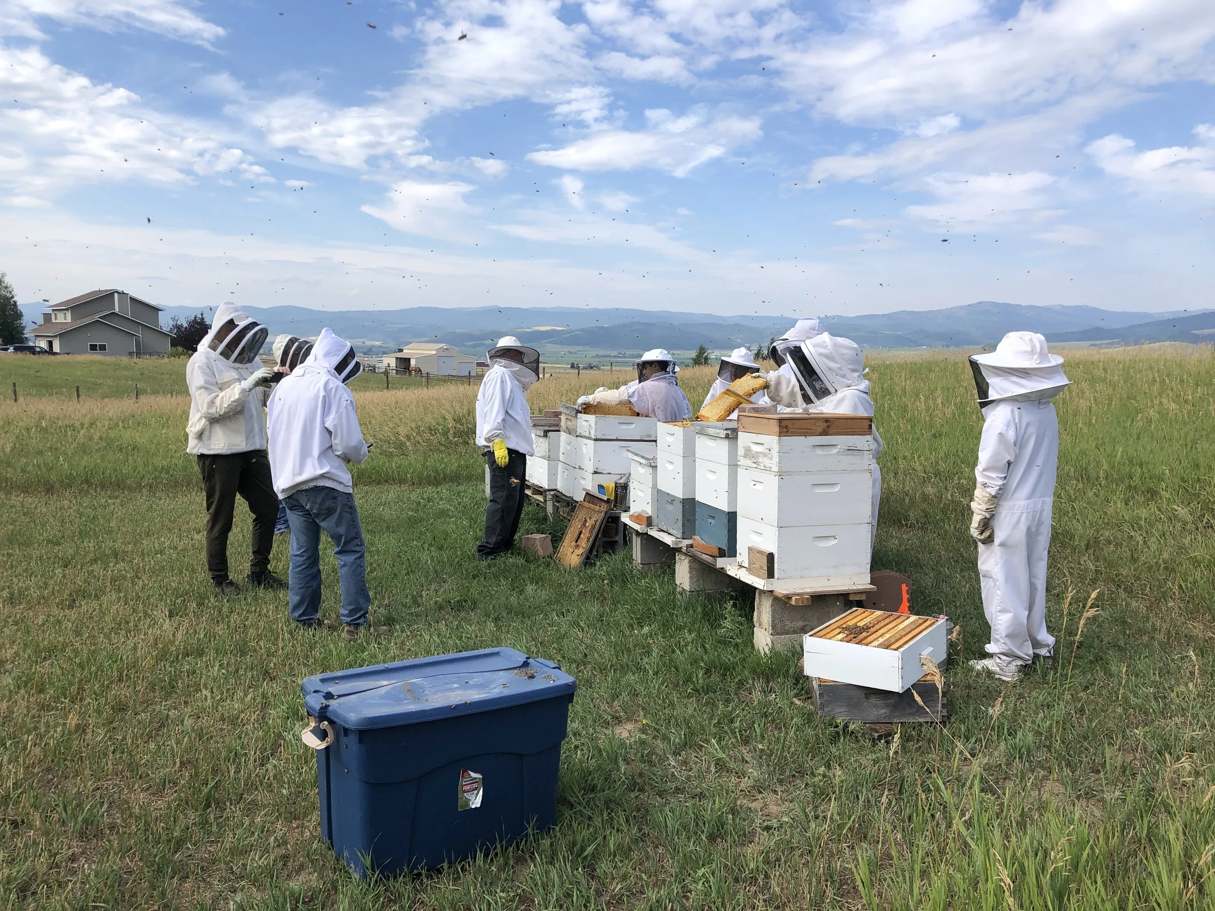 High Mountain Pollinators & Bees