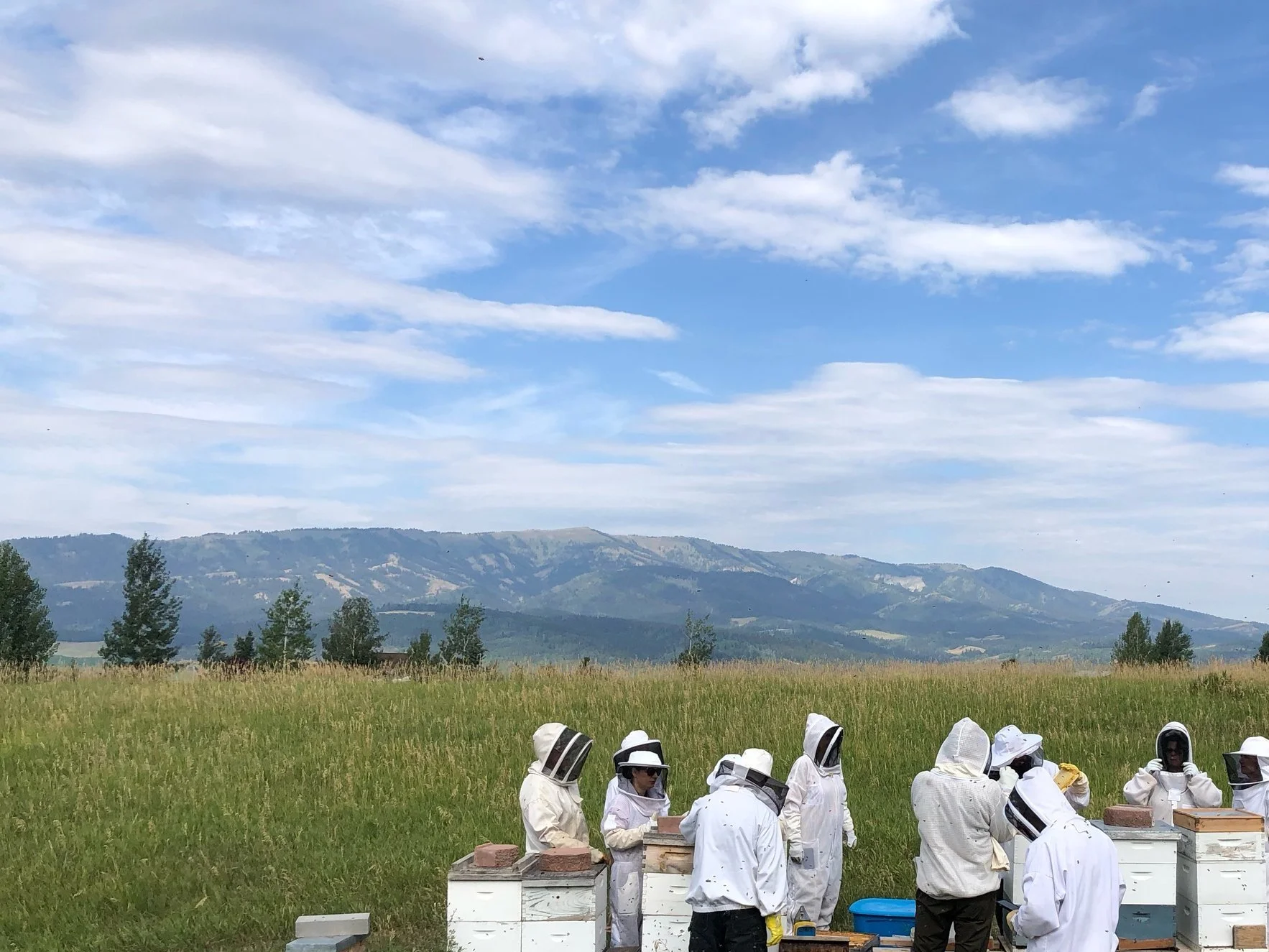 Events — High Mountain Pollinators & Bees