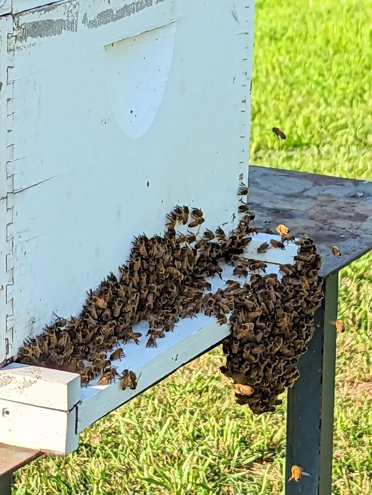 High Mountain Pollinators & Bees