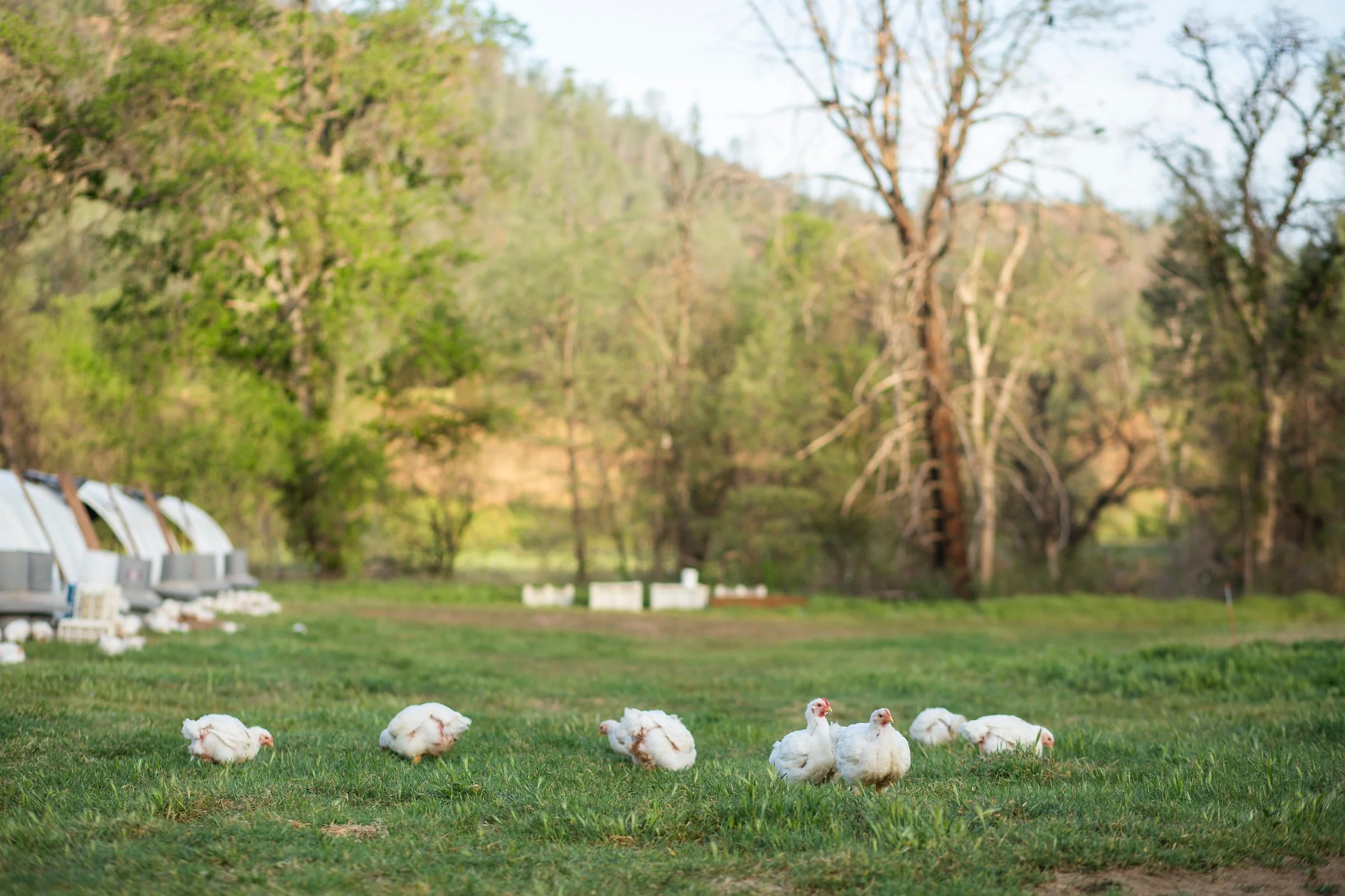 Big Bluff Ranch | Big Bluff Ranch | Regenerative Organic Chicken Delivered
