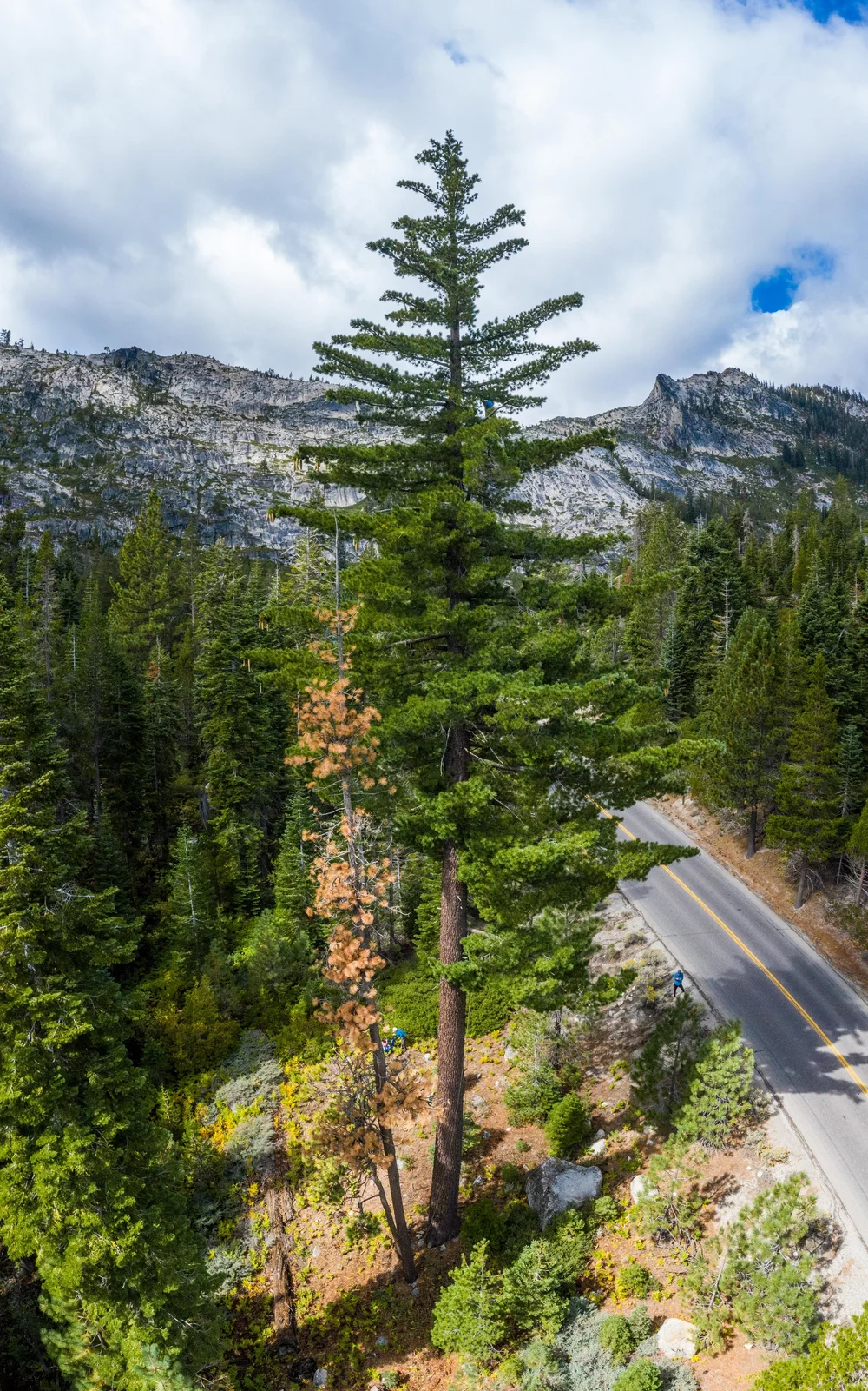 Sugar Pine Foundation