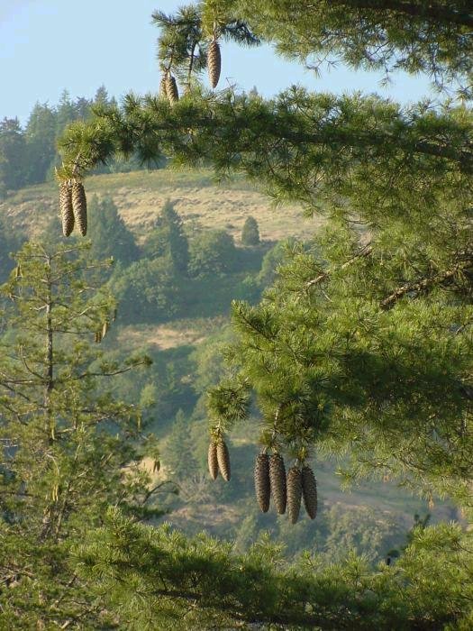 Coming Home to Sugar Pines — Sugar Pine Foundation