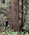 JUST DISCOVERED: New #2 Tallest Douglas-fir in the World! — Sugar Pine ...