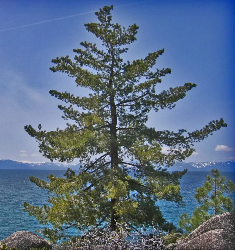 About White Pines | Support White Pines Conservation Today — Sugar Pine ...