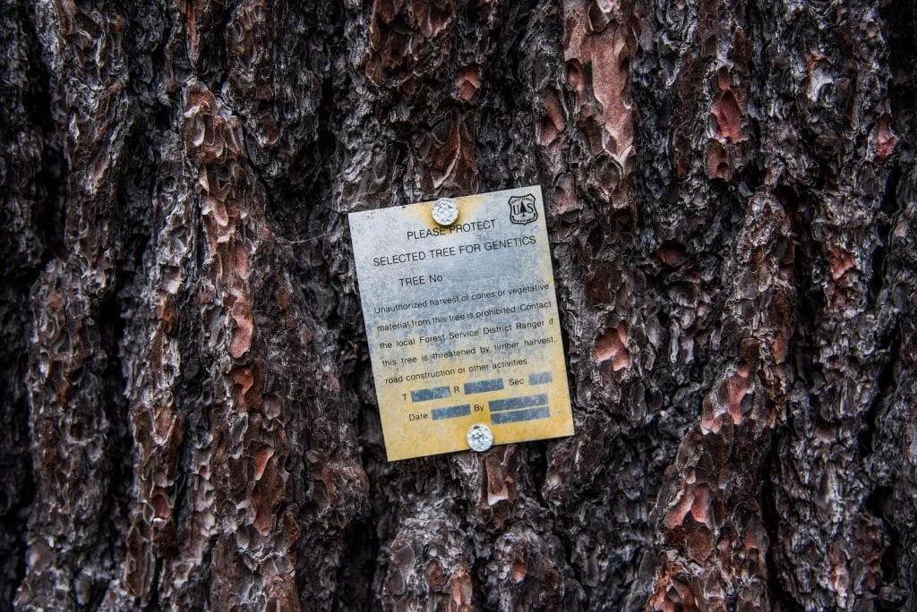 About Blister Rust | Protect White Pines Today — Sugar Pine Foundation