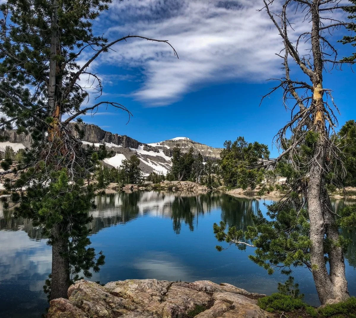 About Blister Rust | Protect White Pines Today — Sugar Pine Foundation