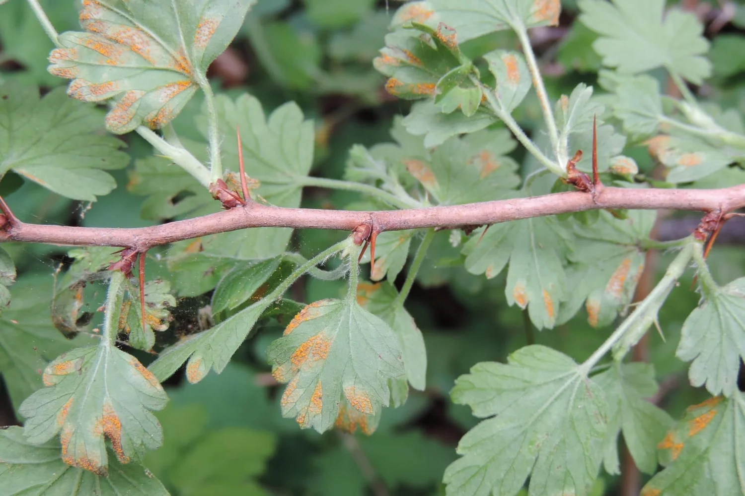 About Blister Rust | Protect White Pines Today — Sugar Pine Foundation