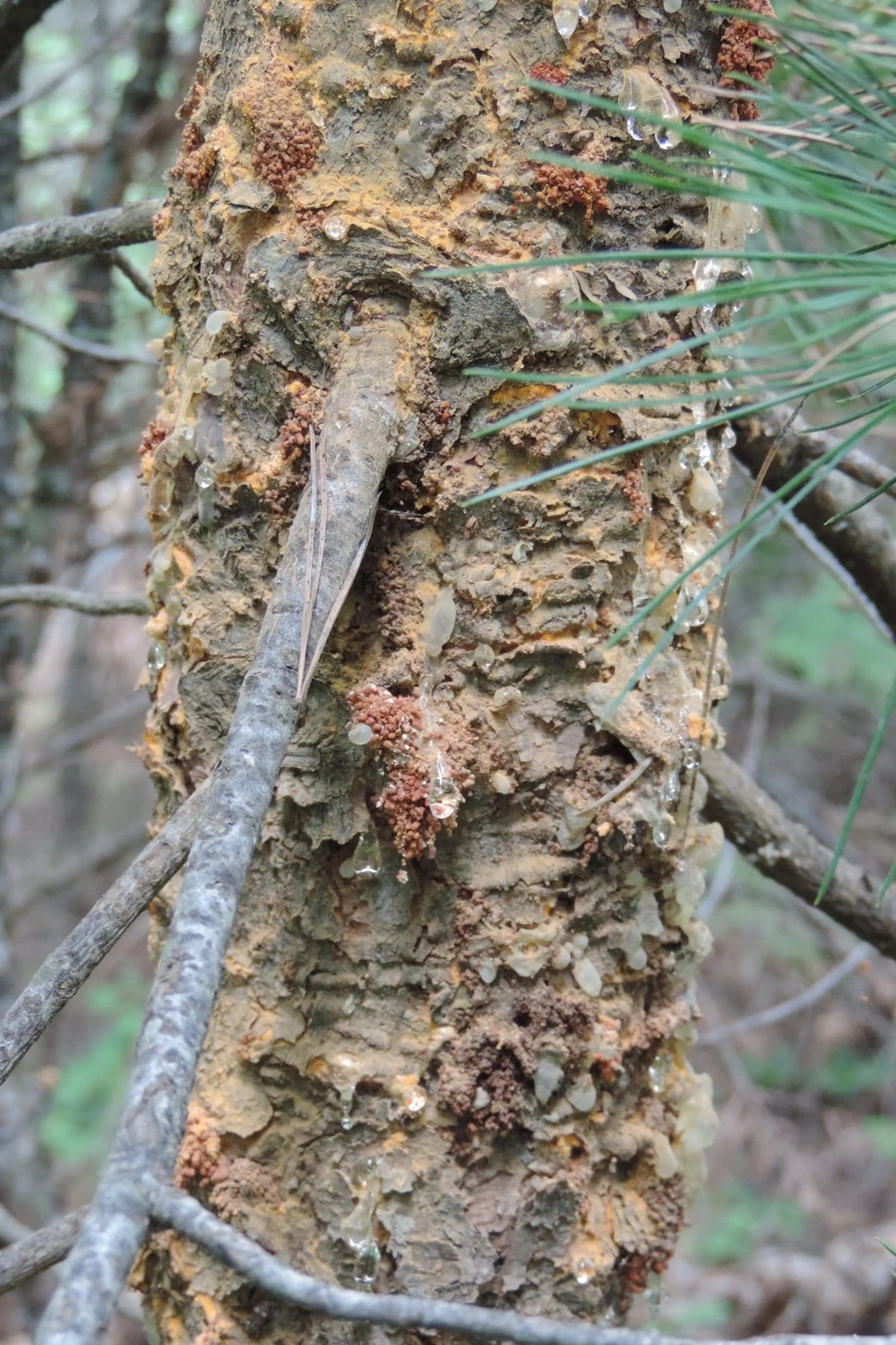 About Blister Rust | Protect White Pines Today — Sugar Pine Foundation