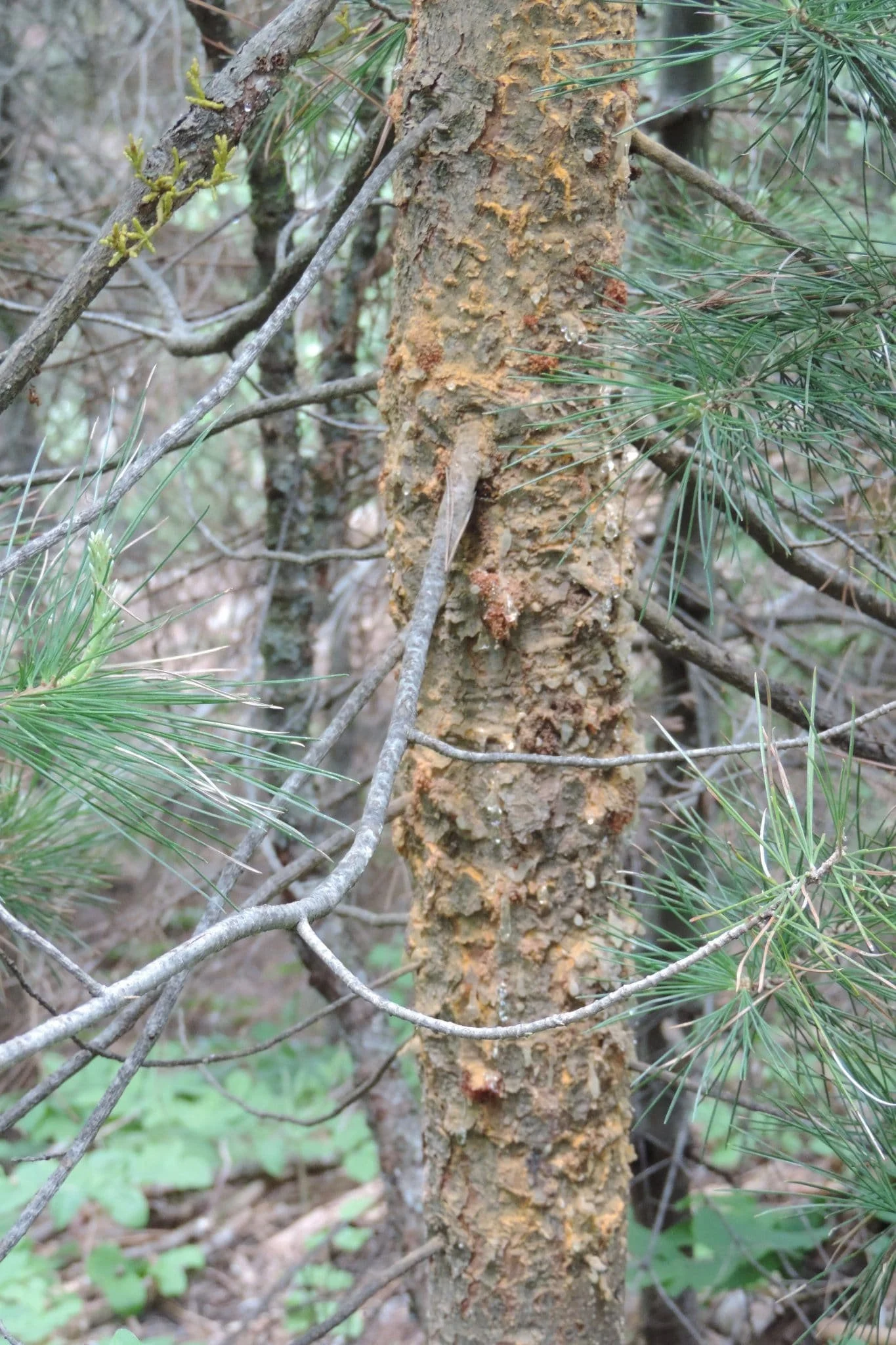 About Blister Rust | Protect White Pines Today — Sugar Pine Foundation