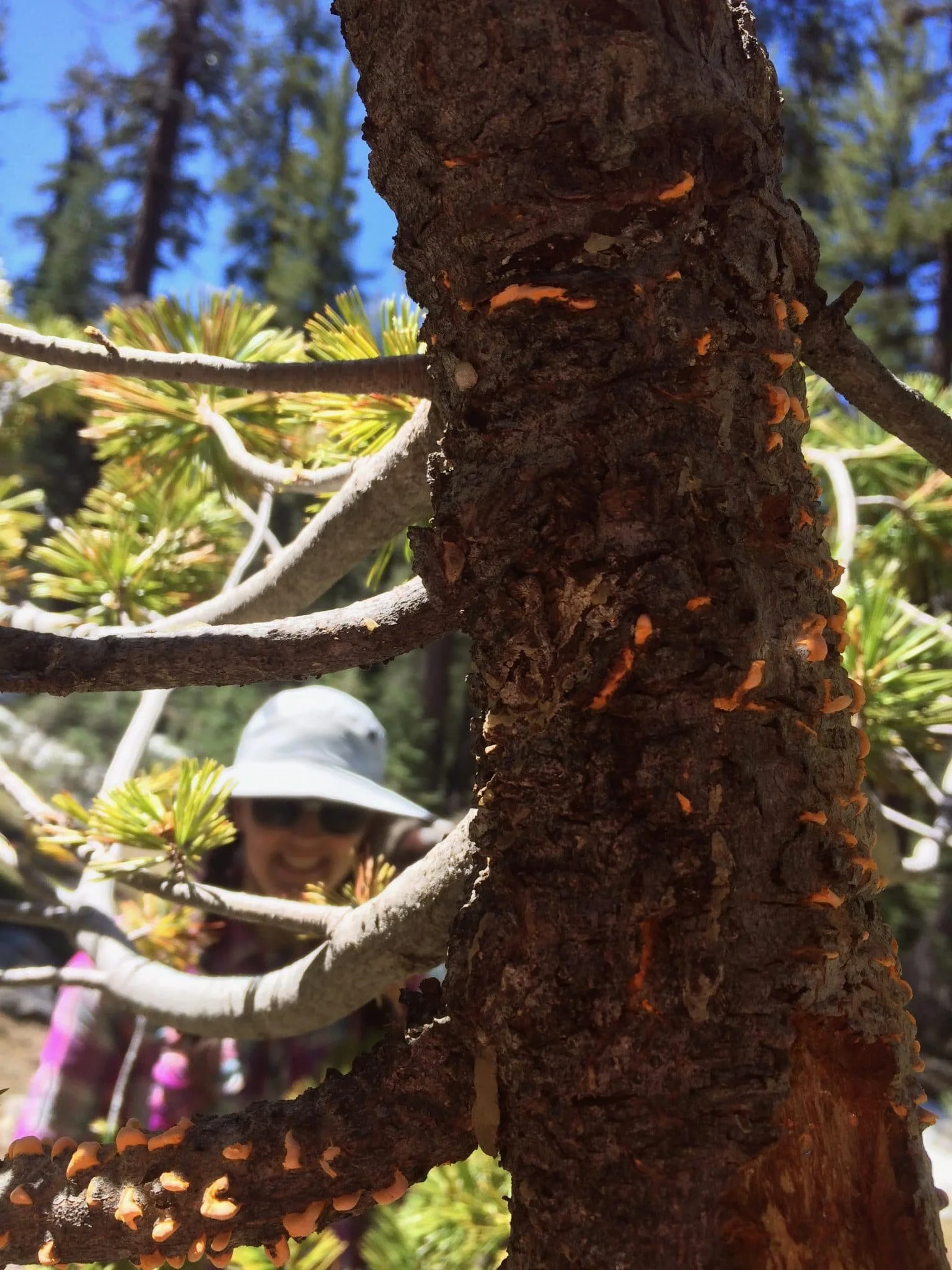 About Blister Rust | Protect White Pines Today — Sugar Pine Foundation