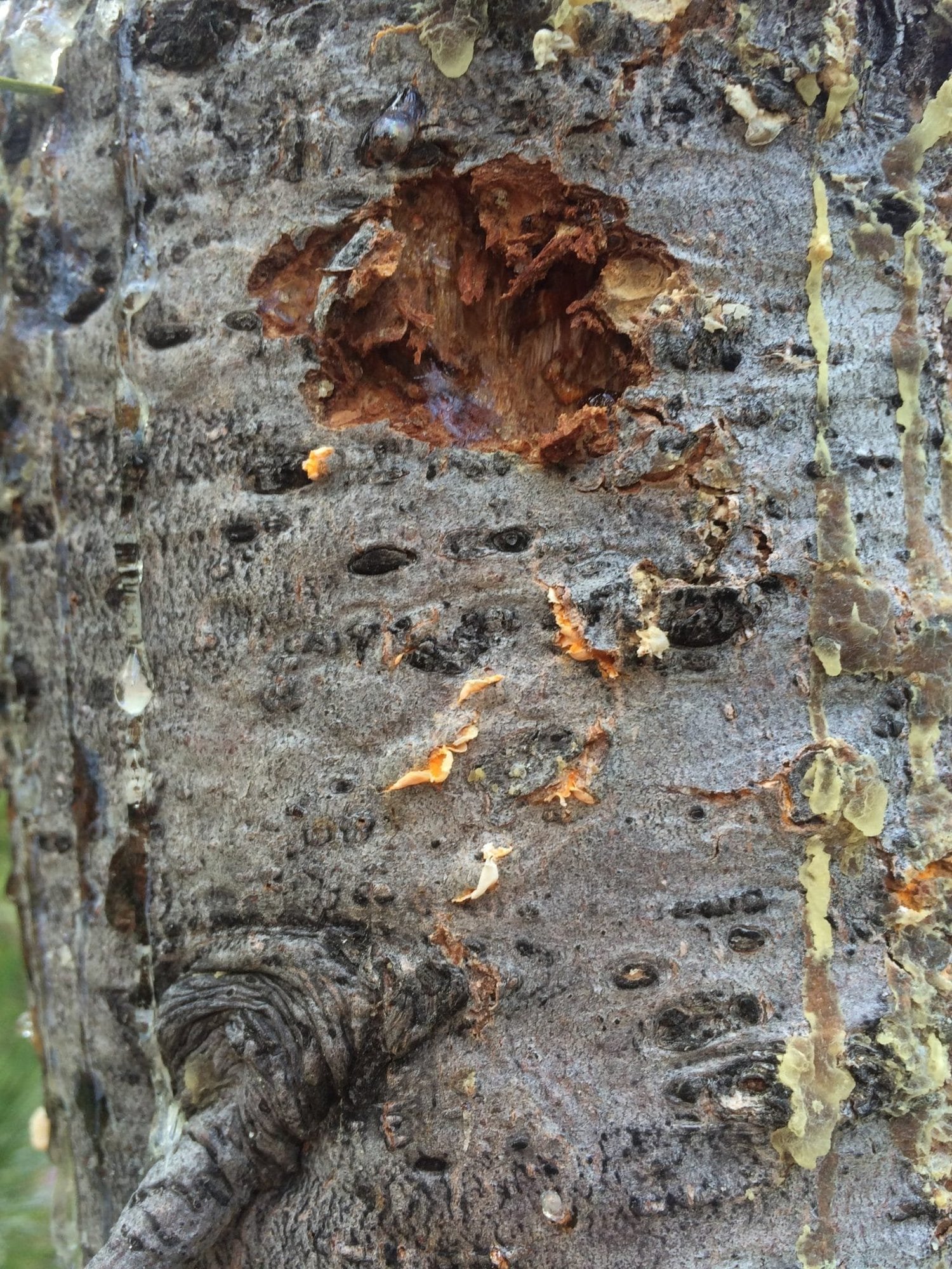 About Blister Rust | Protect White Pines Today — Sugar Pine Foundation